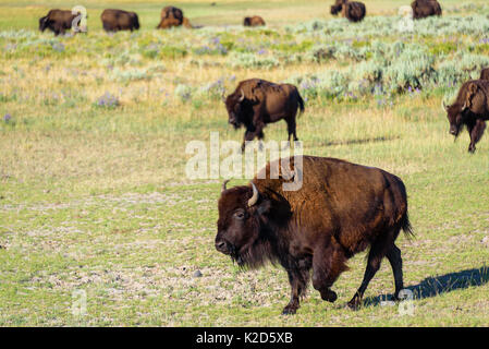 Running American Buffalo Bull (Bison bison) Close Up Stock Photo - Alamy