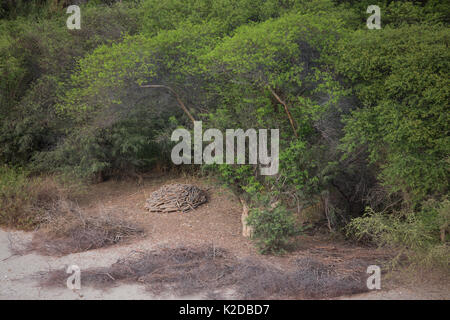 Huarango (Prosopis limensis) growing in temporary river, being cut for ...