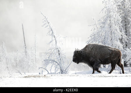 Bison (Bison bison) walking profile with hoar frost, Yellowstone ...