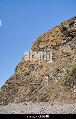 Chevron folds of sandstone and shale rock layers in Millook Haven ...
