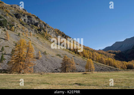 Autumn trees on mountain slope Stock Photo - Alamy
