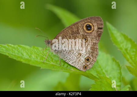 Common Three Ring (Ypthima pandocus Stock Photo - Alamy