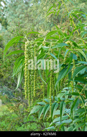 False hemp (Datisca cannabina Stock Photo - Alamy