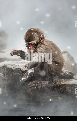 Snow monkeys of Jogokudani valley, Nakano, Nagano prefecture, Japan ...