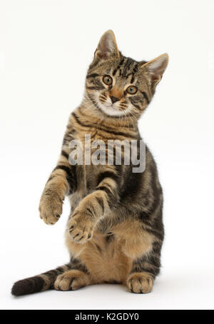 CAT ON ITS HAUNCHES Stock Photo - Alamy