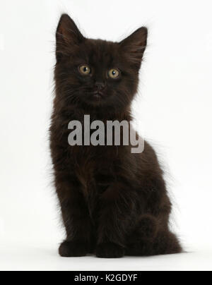 Young black fluffy kitten Stock Photo - Alamy
