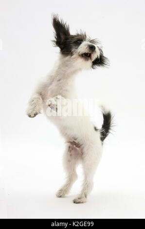 Black and white Jack-a-poo, Jack Russell cross Poodle pup, age 8 weeks ...