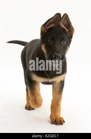 German Shepherd Dog puppy, age 8 weeks, walking Stock Photo - Alamy