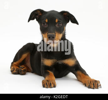 lying Australian Kelpie Stock Photo - Alamy