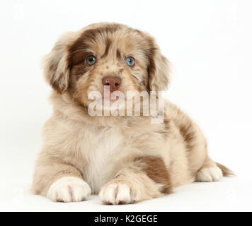 Miniature American Shepherd Puppy Stock Photo - Alamy