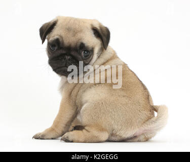 Sad dog pug sits and looking up Stock Photo - Alamy