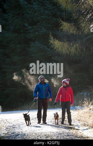 Walkers in Cardrona, Tweed Valley, Forestry Commission, Scotland, UK ...