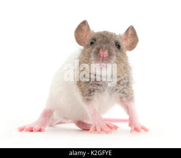 Young White Rat (Rattus norvegicus). Albino. Lacking pigmentation in ...