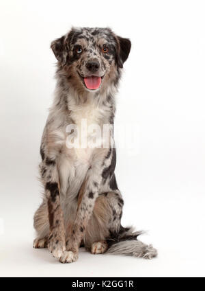 Blue Merle Miniature American Shepherd Puppy Standing Stock Photo - Alamy