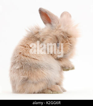 Young rabbit grooming over her shoulder Stock Photo - Alamy