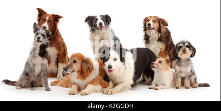 Group of eight dogs Stock Photo: 103355559 - Alamy