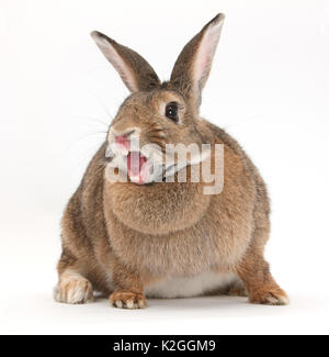 Funny animals rabbit yawning Stock Photo - Alamy