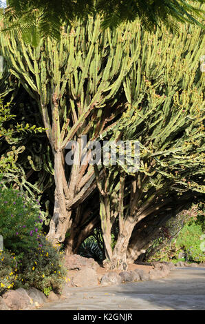 Candelabra tree (Euphorbia candelabrum) branches, Nairobi, Kenya Stock ...