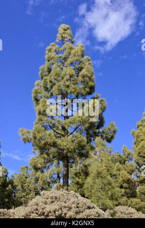 Flora of Gran Canaria - Pinus canariensis, fire-resistant Canary pine ...