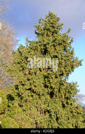 Common spruce (Picea abies 'Acrocona' Stock Photo - Alamy