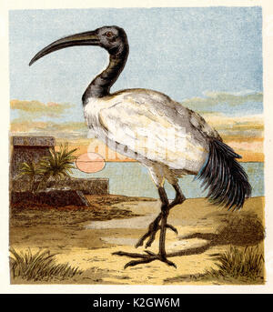 African sacred ibis Stock Photo - Alamy