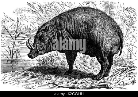 babirusa, babushka or deer-pig Stock Photo - Alamy