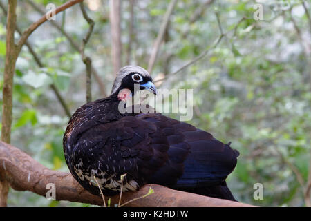 Black fronted piping Guan (Pipile jacutinga) (Aburria jacutinga Stock ...