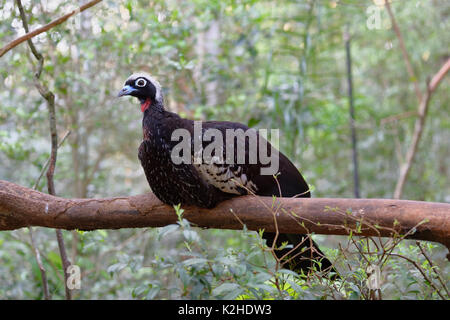 Black fronted piping Guan (Pipile jacutinga) (Aburria jacutinga Stock ...