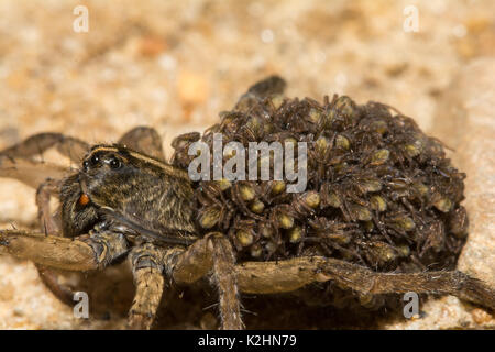Female wolf spider carrying baby spiderlings on her back Stock Photo ...