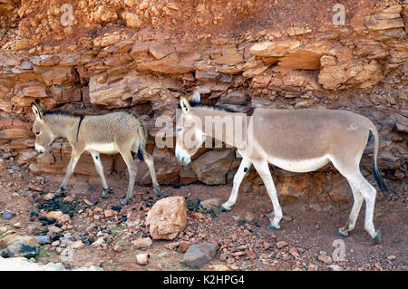 mauritania, animals, donkeys Stock Photo - Alamy