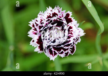 Flowers of Dianthus Scent First 'Romance,' Bar Harbor, Maine Stock ...