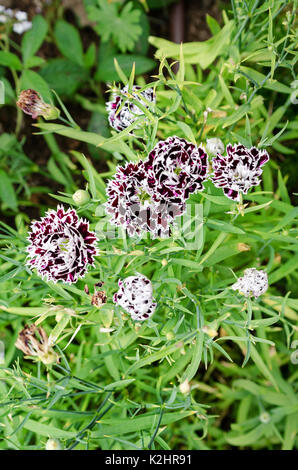 Flowers of Dianthus Scent First 'Romance,' Bar Harbor, Maine Stock ...