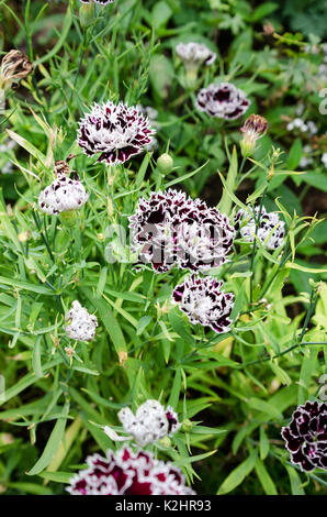 Flowers of Dianthus Scent First 'Romance,' Bar Harbor, Maine Stock ...