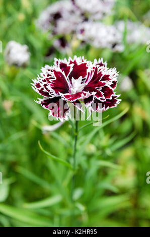 Flowers of Dianthus Scent First 'Romance,' Bar Harbor, Maine Stock ...