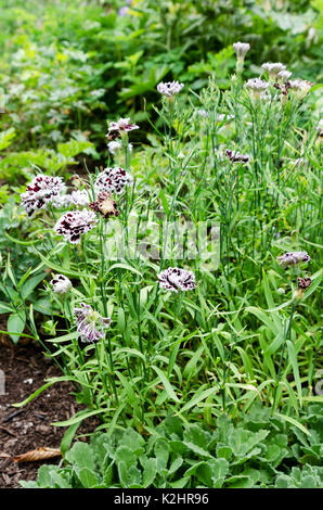Flowers of Dianthus Scent First 'Romance,' Bar Harbor, Maine Stock ...