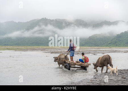 Water buffalo cross the river, Philippines Stock Photo - Alamy