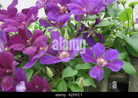 Colorful bust with violet blossoms in Romanian village Barsana Stock ...