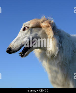 Side view of a borzoi' dog's face with the eye as point of attention ...