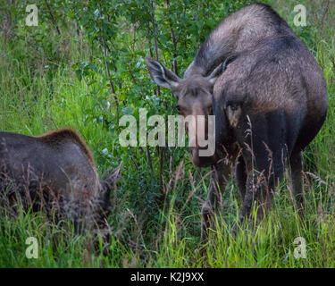 Moose, Alces alces, Potter Marsh, Anchorage, Alaska, USA Stock Photo ...