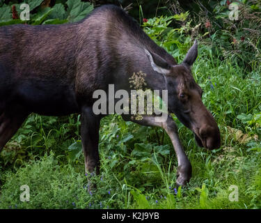 Moose, Alces alces, Potter Marsh, Anchorage, Alaska, USA Stock Photo ...