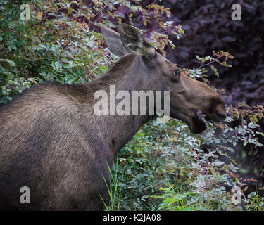 Moose, Alces alces, Potter Marsh, Anchorage, Alaska, USA Stock Photo ...