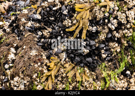 Tiny Rockweed seaweed, mussels and barnacles in the tide pools along ...