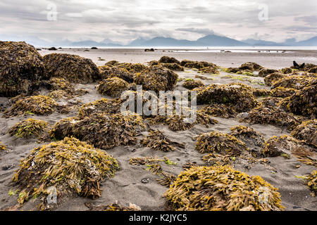 Mounds of Rockweed seaweed cover rocks in the tide pools along Bishops ...