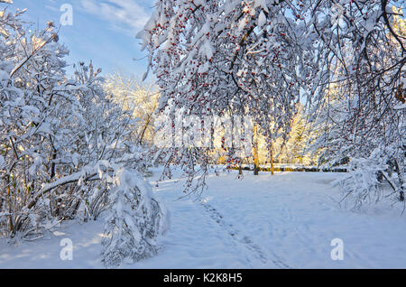sunny winter landscape, shadow play on snow, white snow, winter day ...