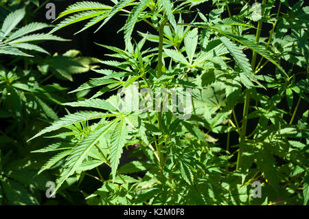 Medical Cannabis for Relief from pains Stock Photo - Alamy