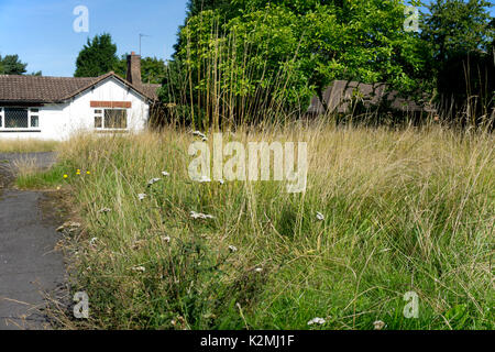 An overgrown lawn Stock Photo - Alamy