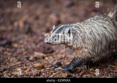 American badger Arizona USA Stock Photo - Alamy
