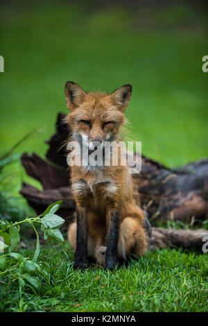 American red fox Yosemite national park California USA Stock Photo - Alamy