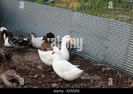 2 chickens one is a Turkin chicken Stock Photo - Alamy