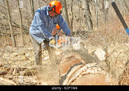 Two loggers use chainsaws to cut trees up Stock Photo - Alamy